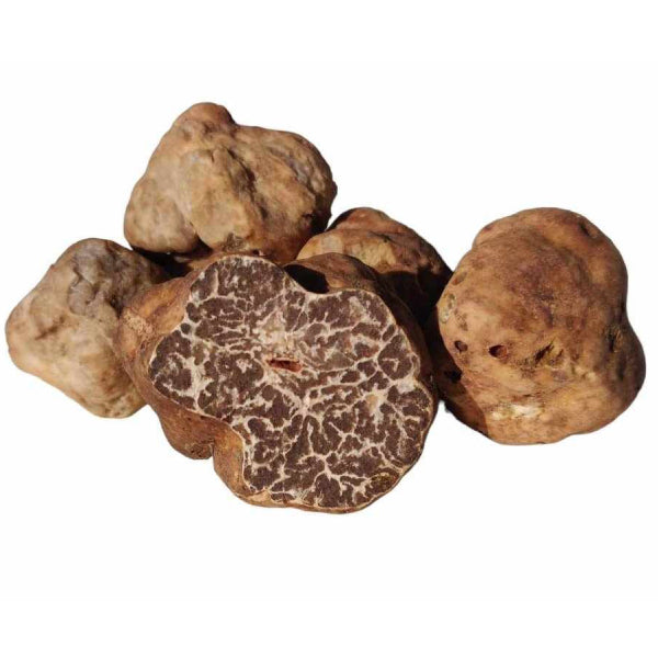 Trufe albe (tuber borchii)